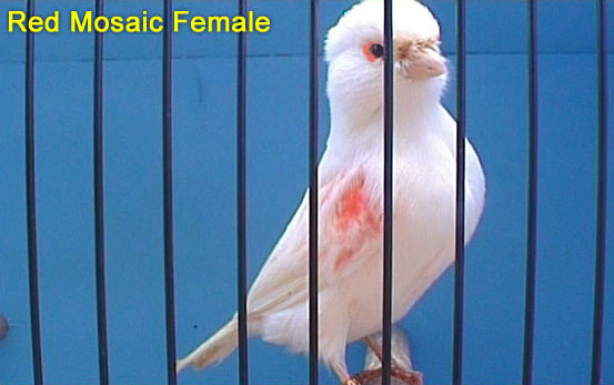 Red Mosaic Female Canary - Red Factor Canary